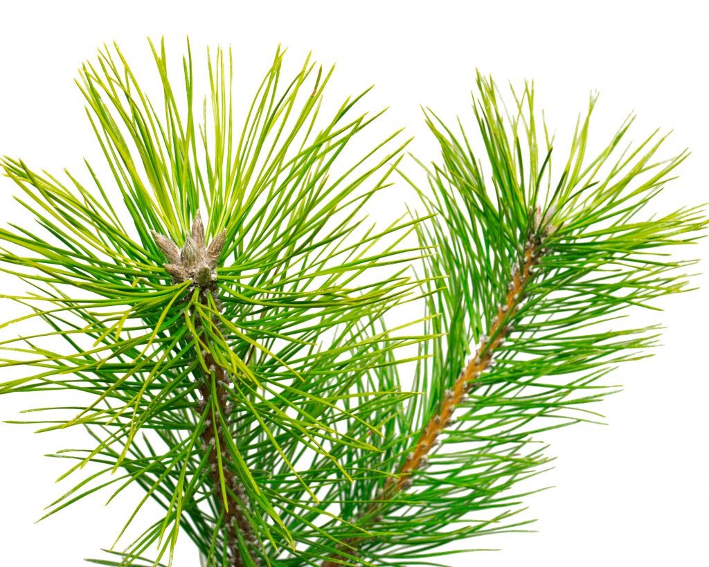 Furuolje | Eterisk olje av svart furu | Aromateket