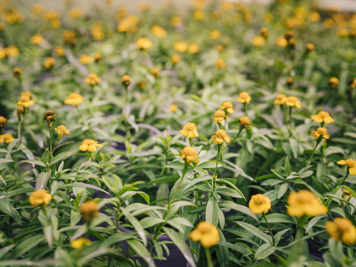 Timianolje | Søt timian | Eterisk olje av søt timian (økologisk ...